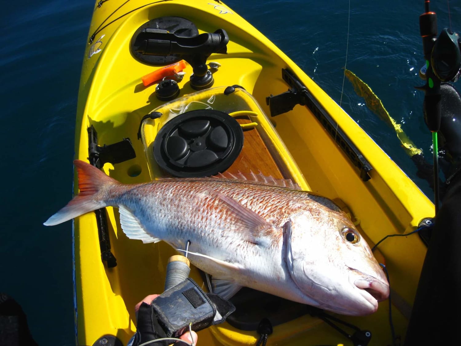 Look at this beauty – OK.fish